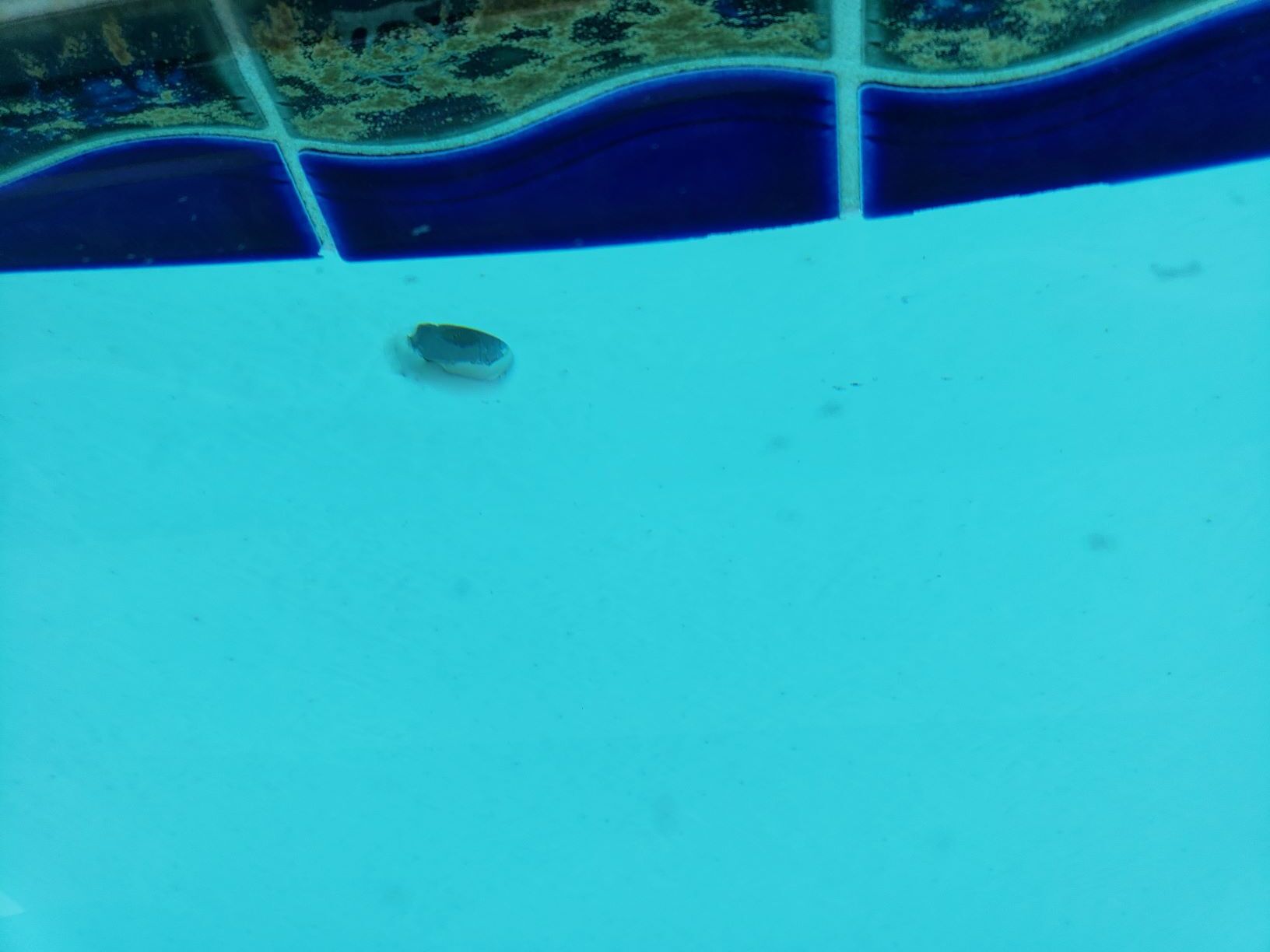 1-Inch Opening Hydrostream Insider Fitting - Pool Equipment - Inyo Pool ...